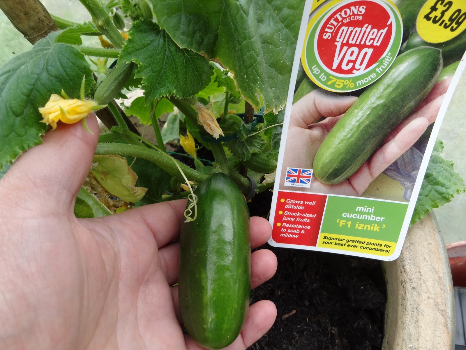 Down on the Allotment: Grafted Cucumber Plants