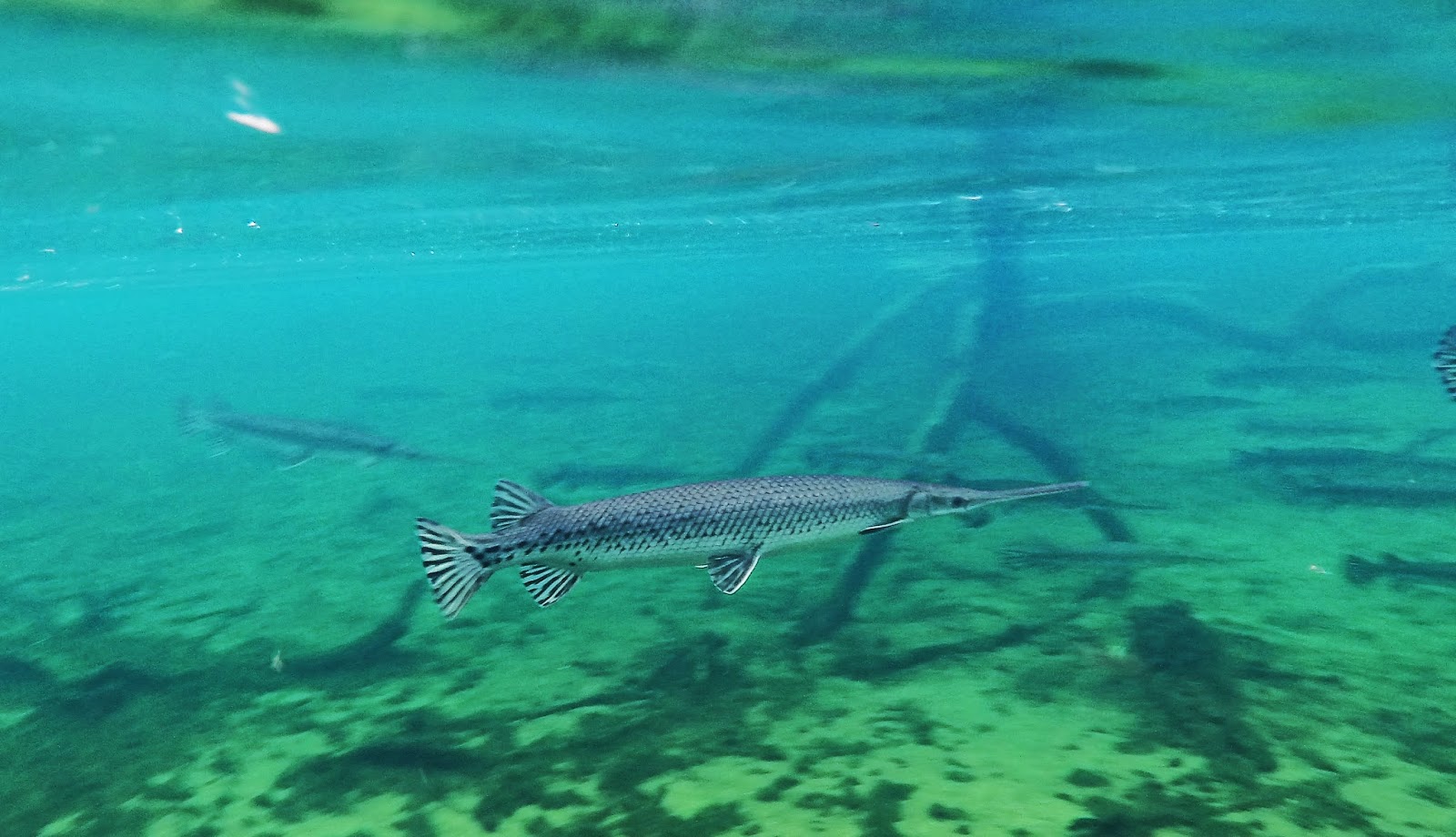 Views From Our Kayak: Blue Springs State Park - St. Johns River