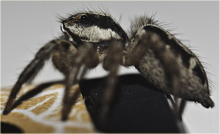 Arachnerds: Spiders of Turkey