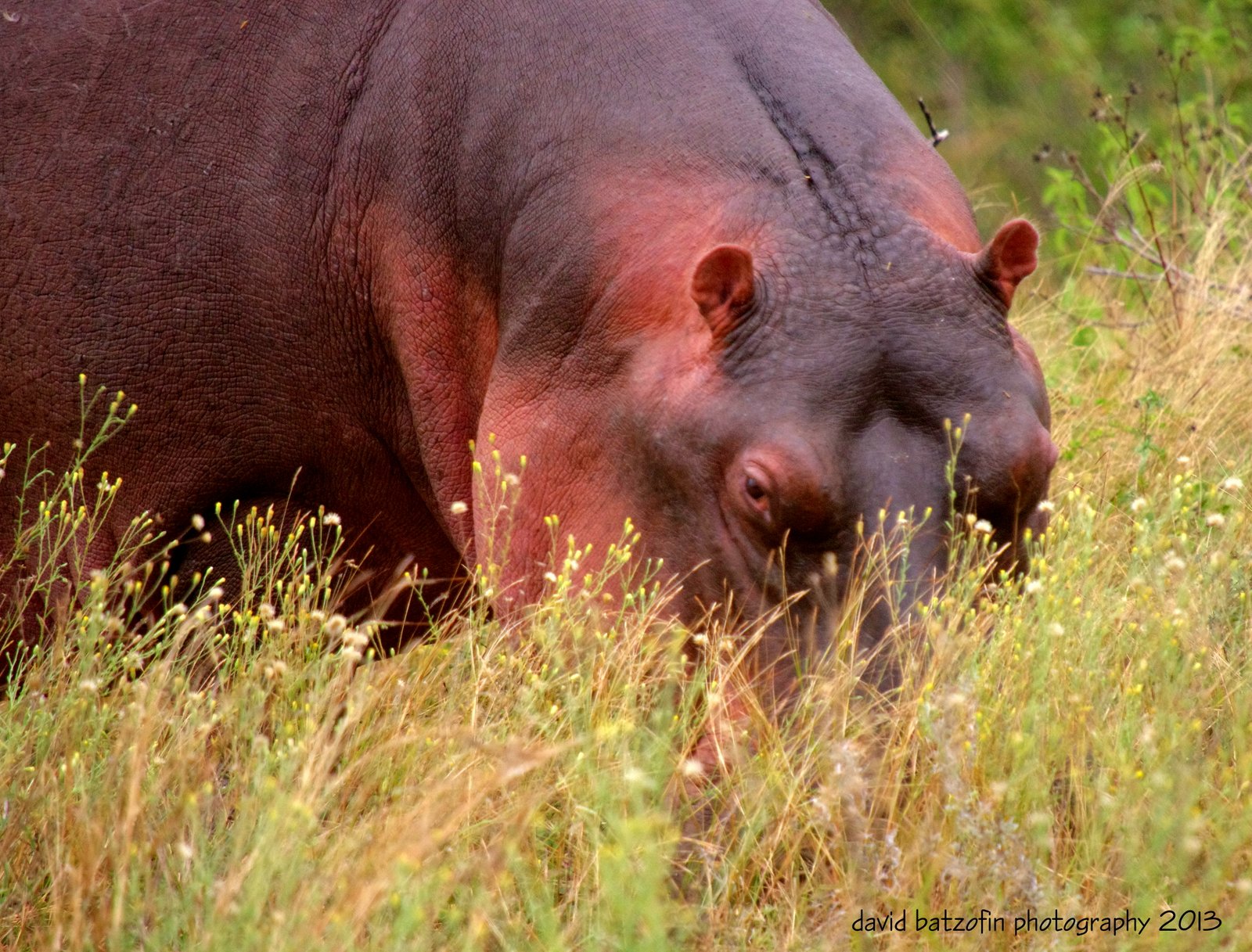 Me Tarzan, you Jane? We spent a night in the Tinyeleti Tree House ...