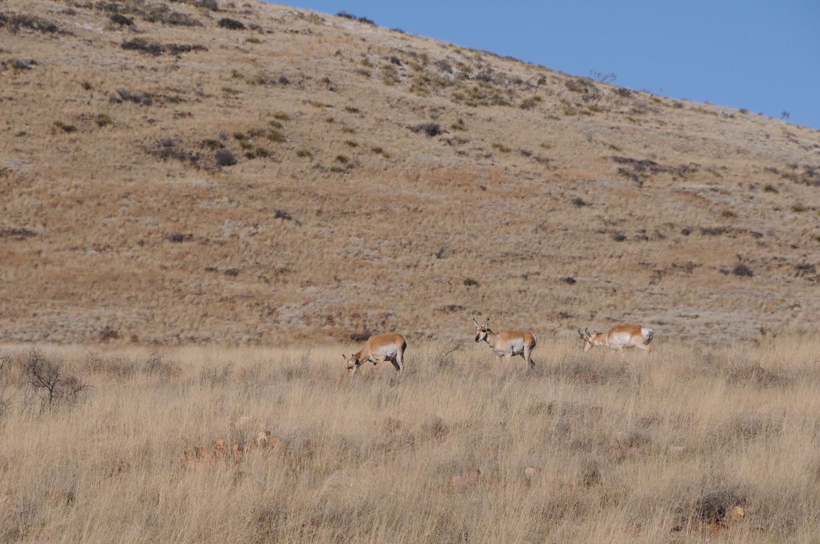 Arizona Hiking: GLASSFORD HILL SUMMIT TRAIL