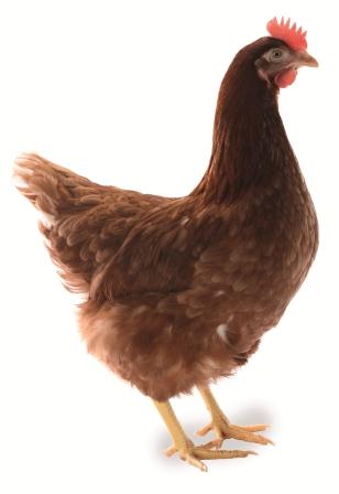 AGROADAJA: GALLINAS PONEDORAS