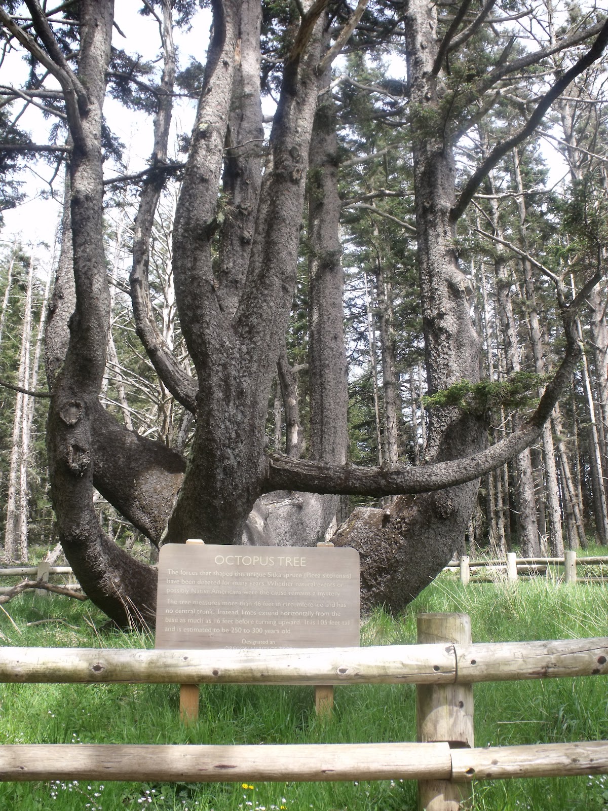 MY FUJI WEIGHS A TON: Octopus tree