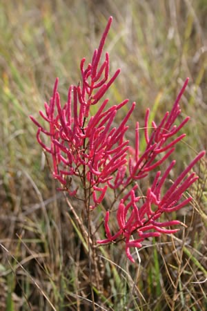 The Natural History of Grinnell College: Watch Your Step: Human ...