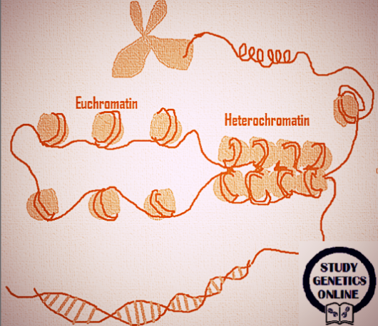 Study Genetics Online: Heterochromatin and Euchromatin