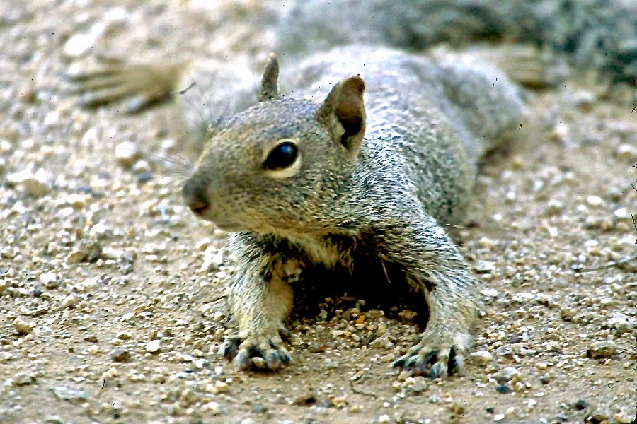 The Azure Gate: Fauna of The Azure Gate Bed and Breakfast: Arizona Grey ...