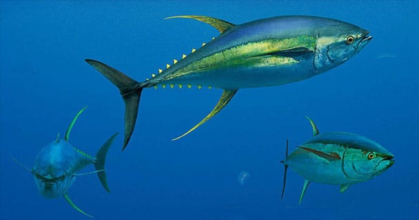 ¿Conocemos nuestro pescado? I. El atún.