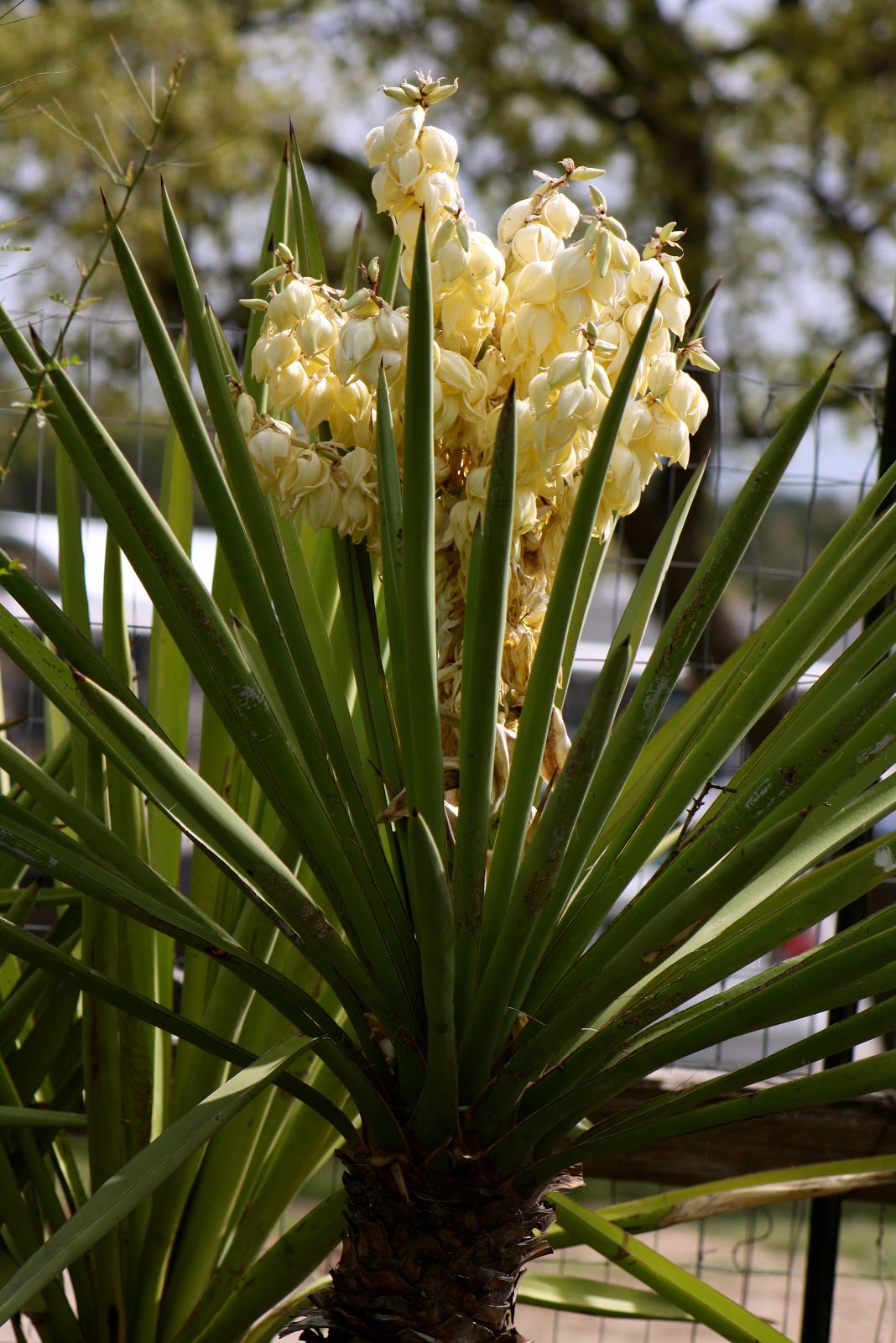 Vivero Growers Garden: Little of This and a Little of That