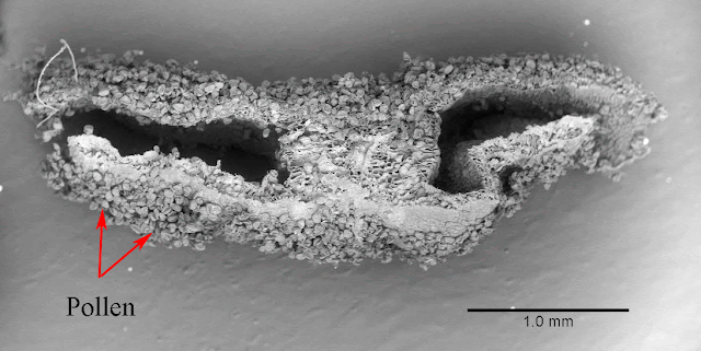 Scanning Electron Microscope Blog: Early Spring Tulips