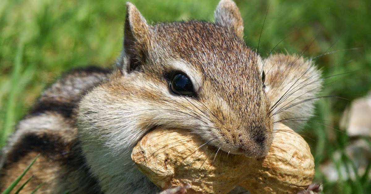 pahistorybooks: Pennsylvania Animals: Eastern Chipmunk
