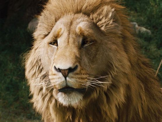 Skating Buffalo: A is for Aslan