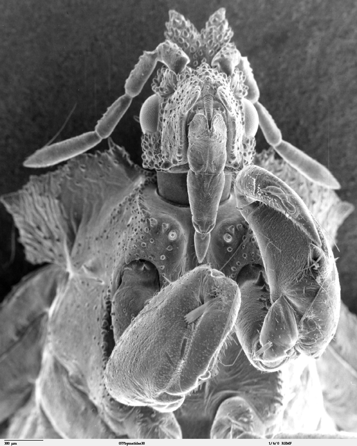Microscopio: Phymatidae
