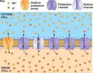 the biology teacher: Resting potential across the membrane.