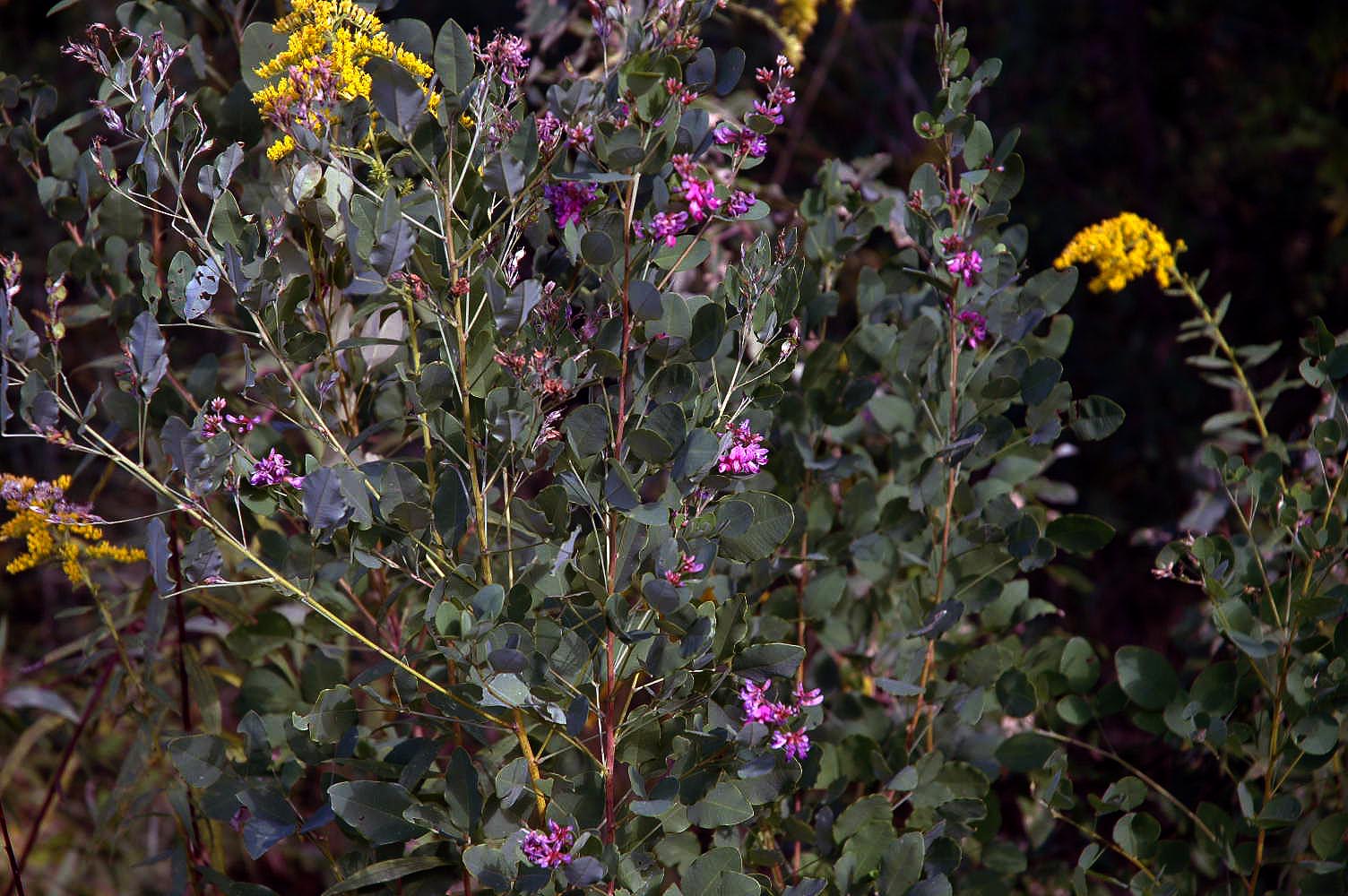 Field Biology in Southeastern Ohio: Lespedeza Bush Clovers