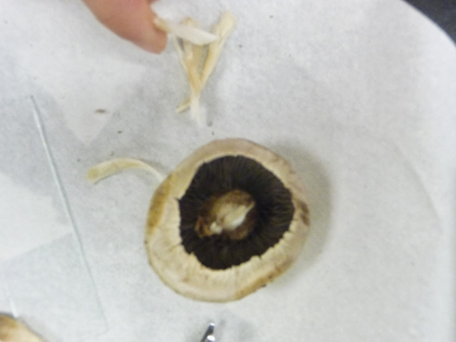 Hands-On Science with the Crazy Science Lady: Fungi: Mushroom Dissection