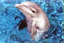 Series de TV Inolvidables: FLIPPER