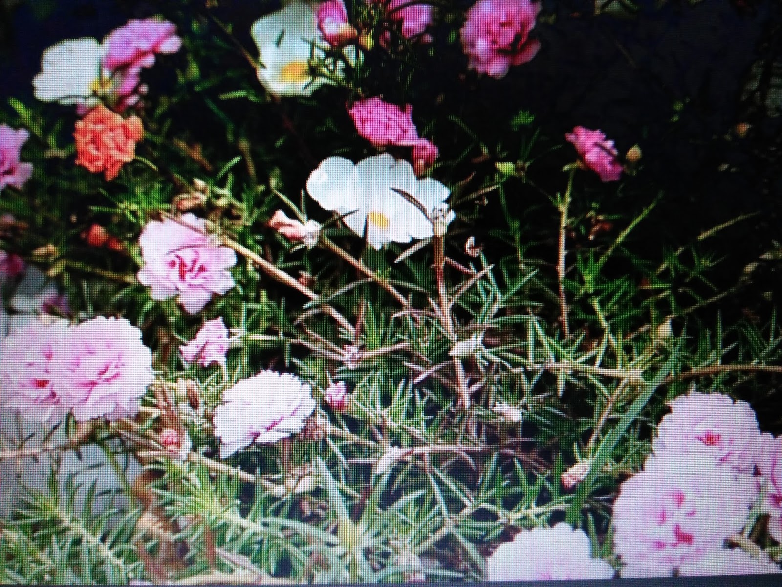 Fuziah Sulaiman blog: Jom Kenali Flora ROS JEPUN- Portulaca grandiflora ...