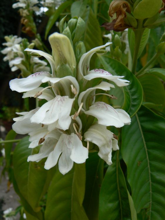 Herbal plants of Sri Lanka: Pawatta/ Adhatoda vasica, Justicia adhatoda