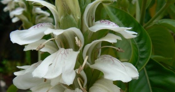 Herbal plants of Sri Lanka: Pawatta/ Adhatoda vasica, Justicia adhatoda