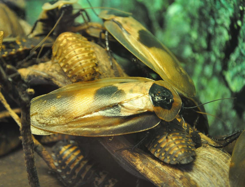 ZOOTOGRAFIANDO (MI COLECCIÓN DE FOTOS DE ANIMALES): CUCARACHA DE LA ...