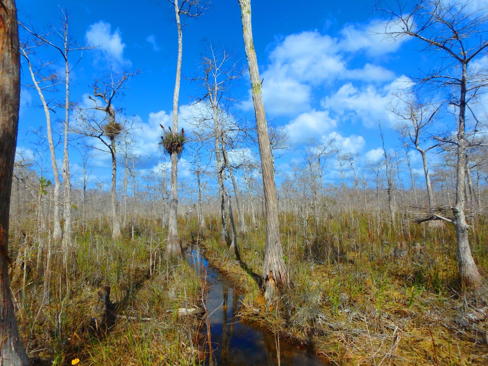 PAMPERED PENGUIN: February 11-12, 2018 Big Cypress Swamp, Florida