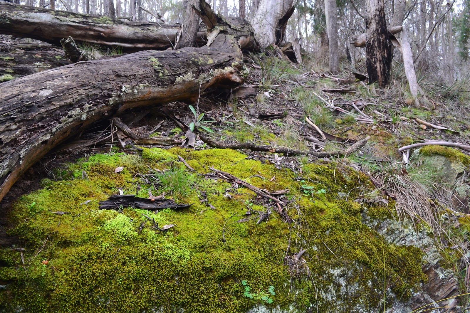 Goin' Feral One Day At A Time: Enfield Forest, Enfield State Park ...