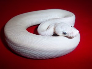 Jenis Jenis Ball Python dan Mengenal Genetik Ball Python ~ SainExotic