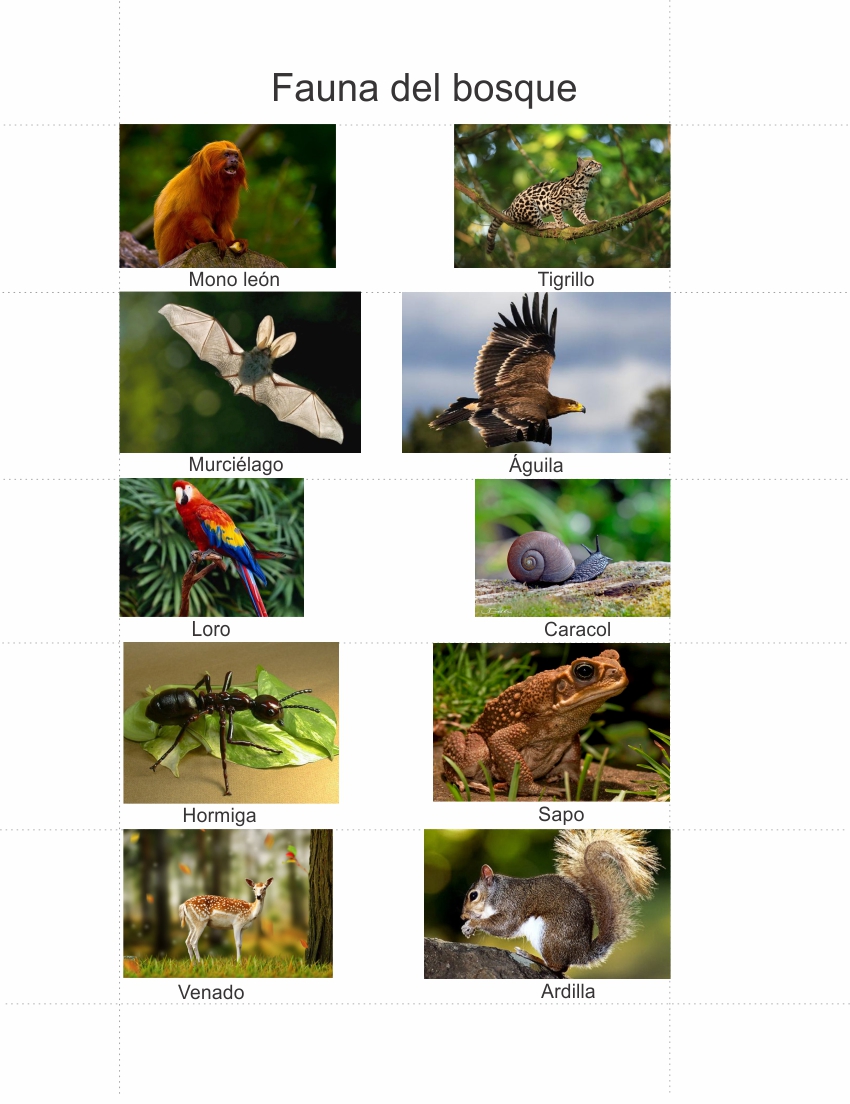 Ando aprendiendo: Geografía, ejemplos de Fauna y Flora del bosque