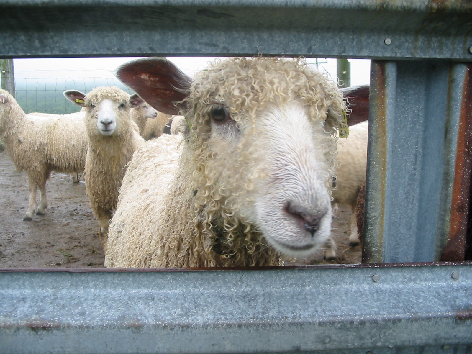 Knee Deep in Sheep: Soggy Sheep