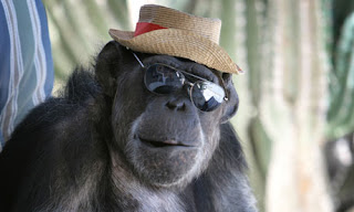 All Funny,Cute,Cool and Amazing Animals: Funny Chimpanzee Pictures ...