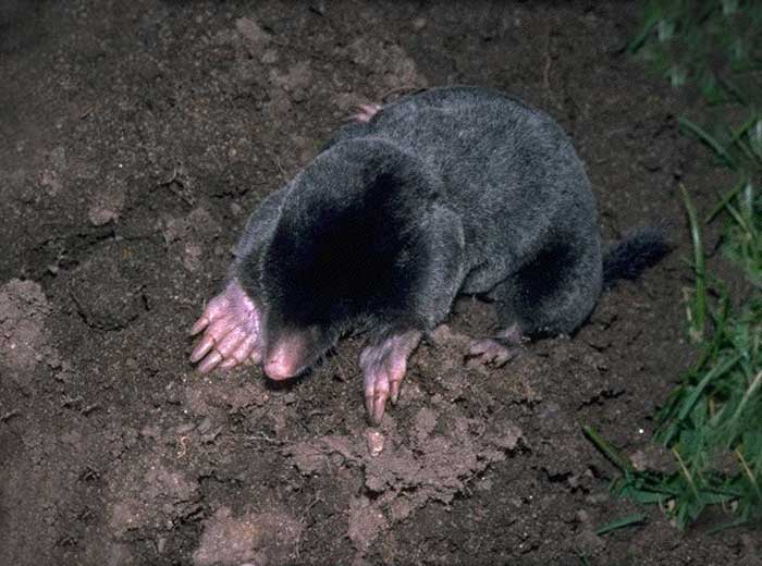 Animal Totem 2012: la Taupe - ecoledesanges, Le Blog