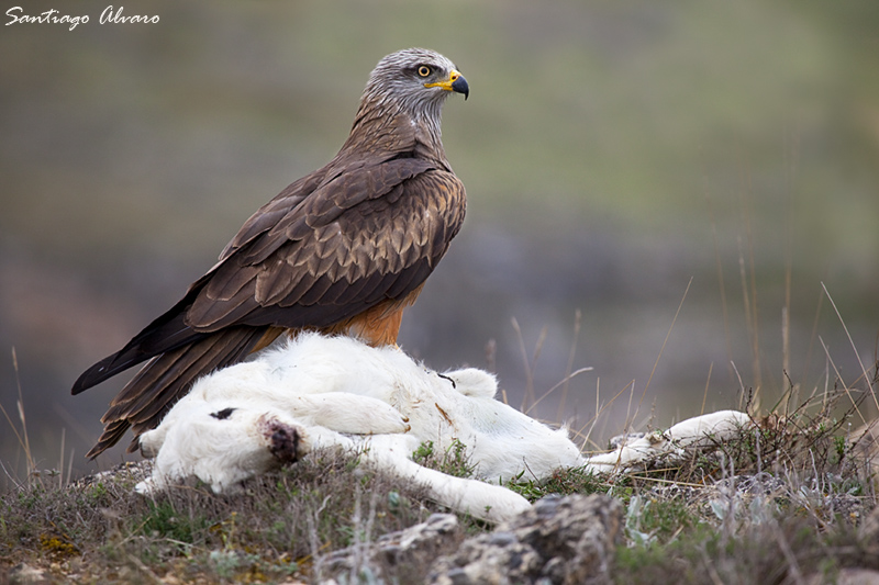 MILANO NEGRO (Milvus migrans) | La Web de Sebúlcor