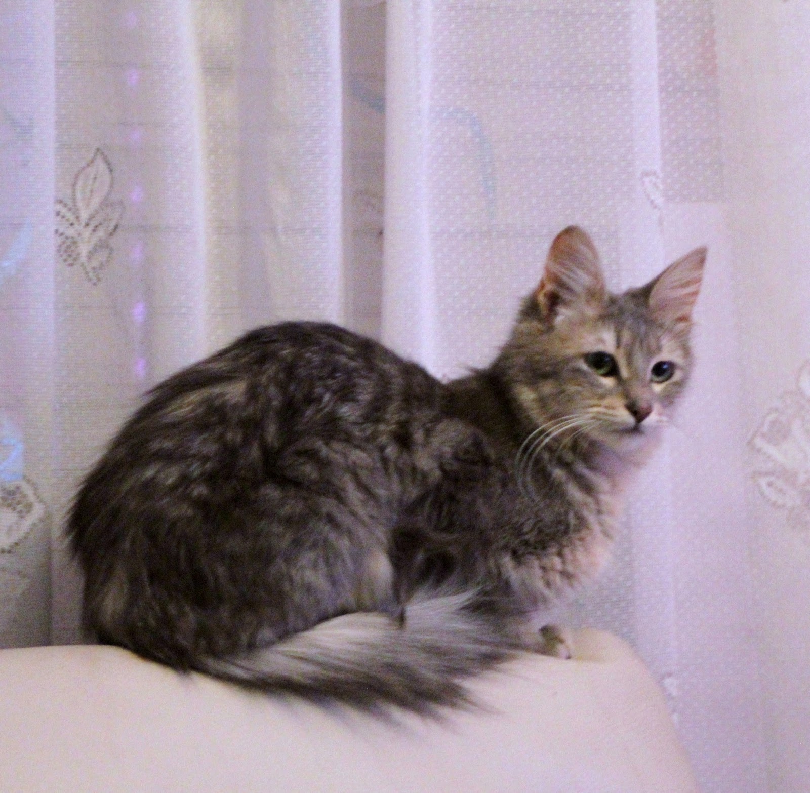 Angora turco tabby atigrado azul
