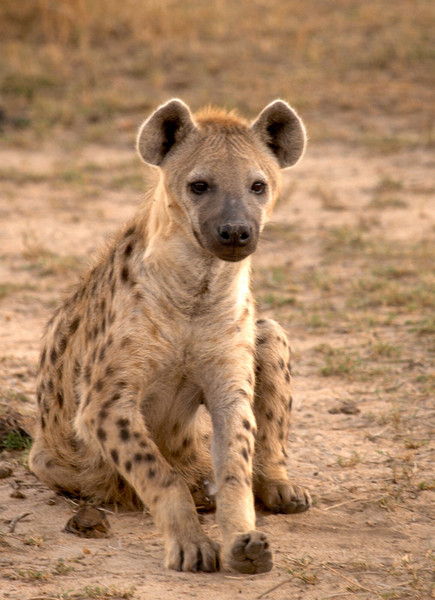Hyenas | Wild Animal Facts & Photographs | The Wildlife