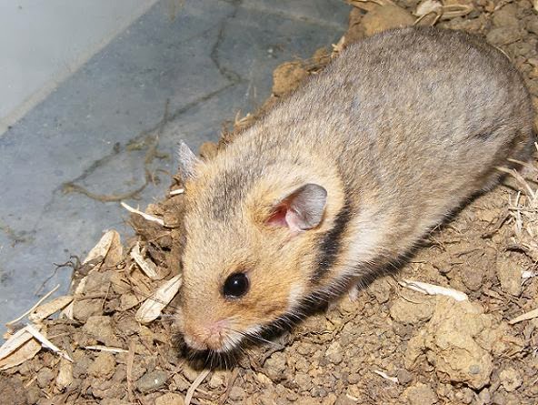 Tudo Sobre Todos os Hamsters - Aprenda tudo sobre eles: Hamsters ...