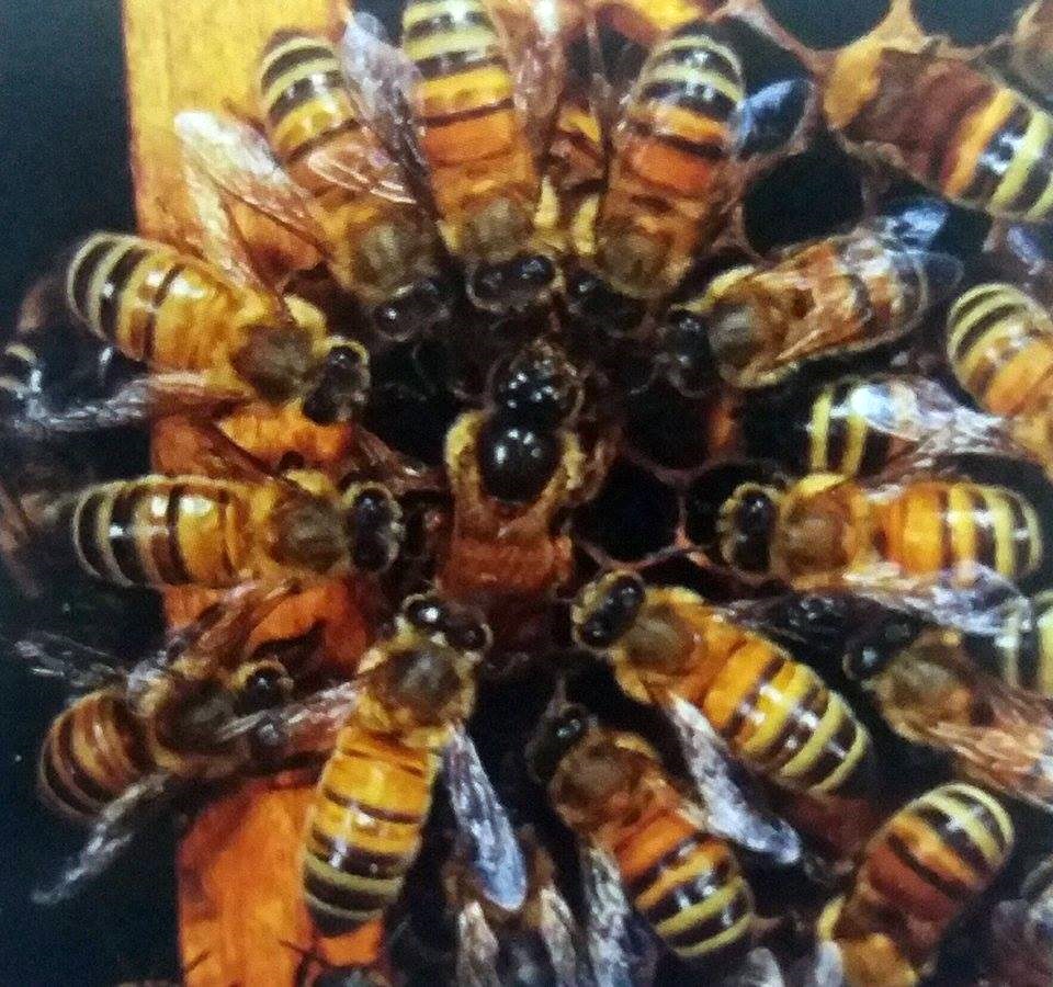 Problemi s maticom - Pčelarstvo za početnike