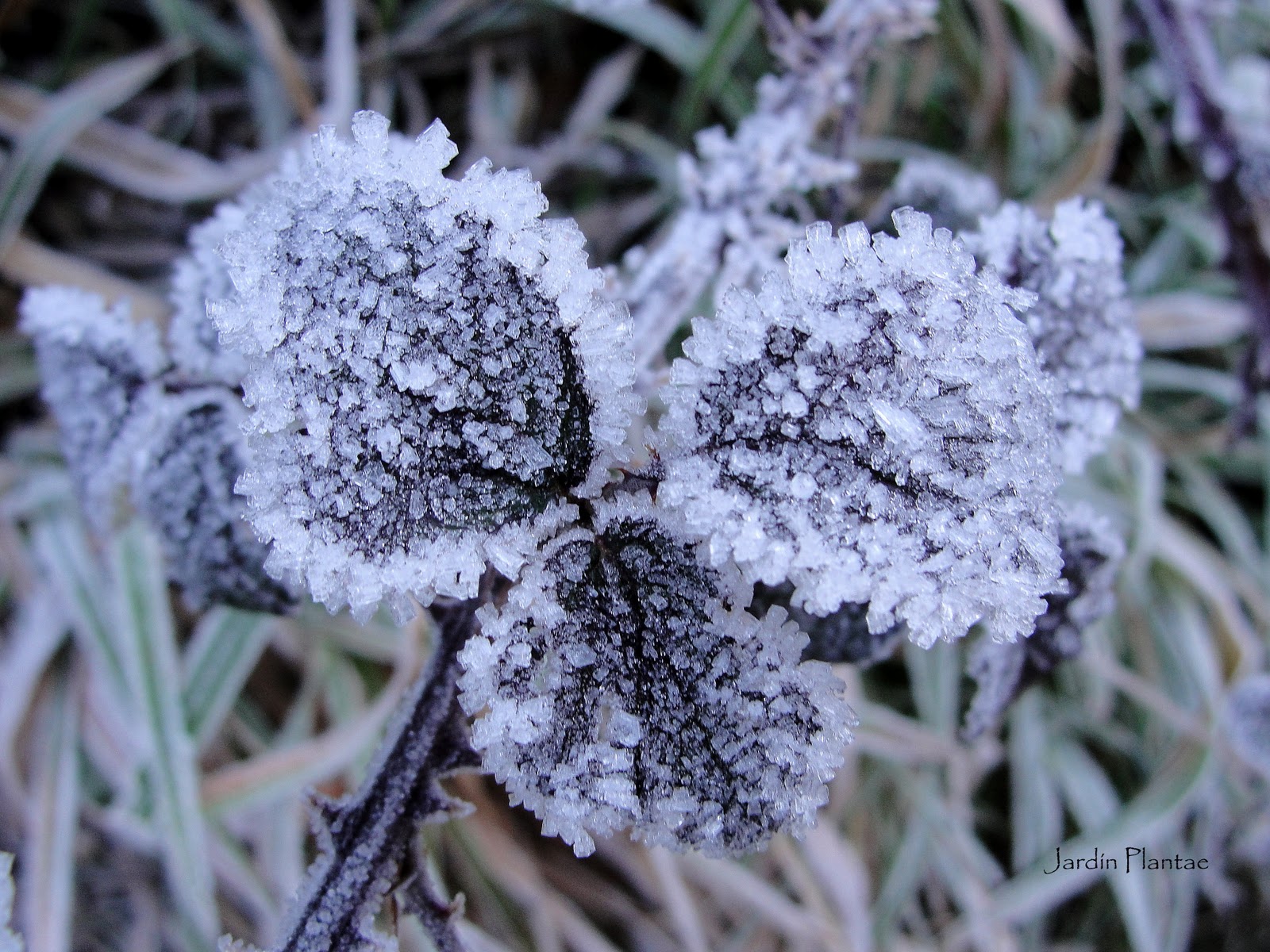 Jardinería Plantae: Días de escarcha