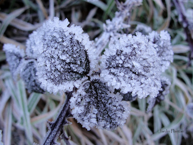 Jardinería Plantae: Días de escarcha