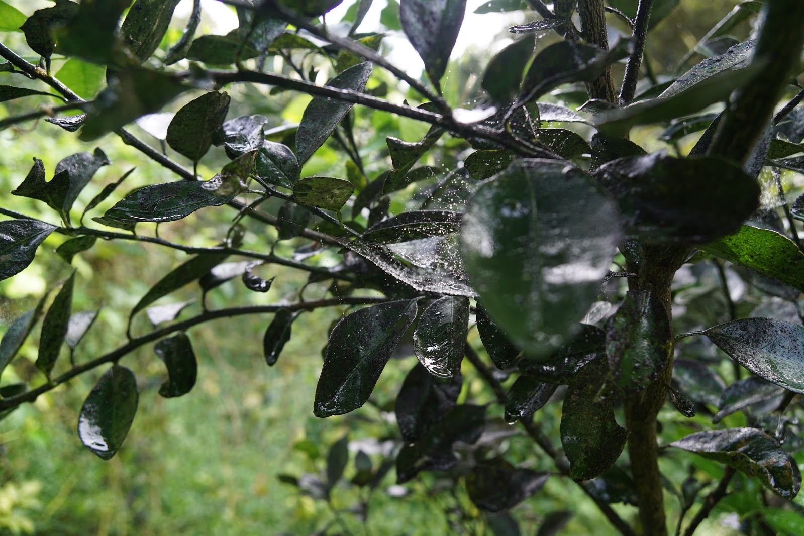 Experimental Farming: Black Sooty Mould on Lime tree Organic Challenge