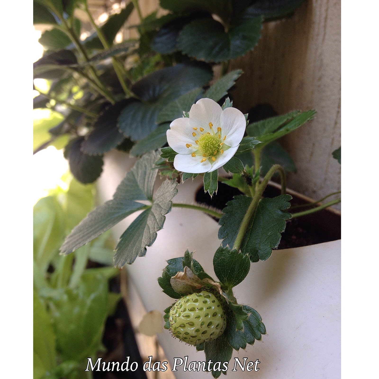 Mundo das Plantas : 2016