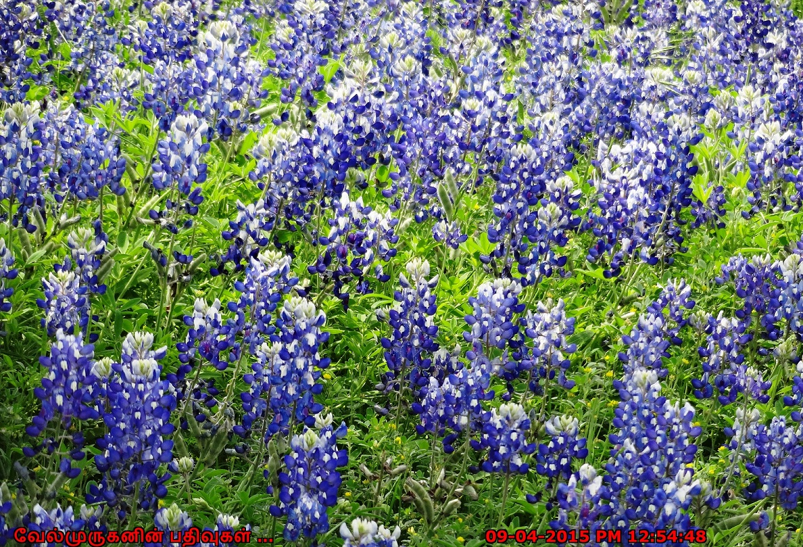 Texas Bluebonnets - Exploring My Life