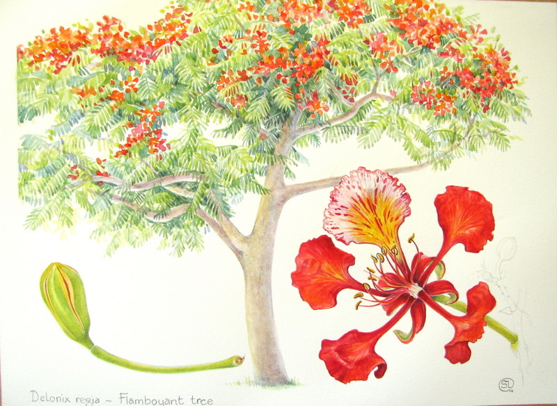 Pin by Red Bird on In The Garden | Botanical art, Botanical, Tree sketches