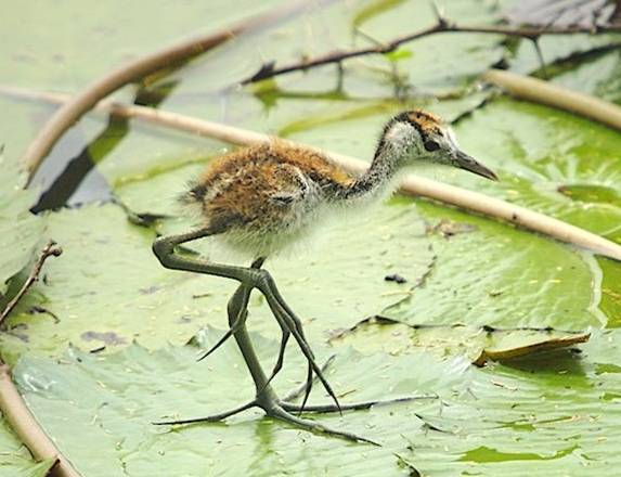 Jaçana – The Big Foot of the Bird World | The Ark In Space