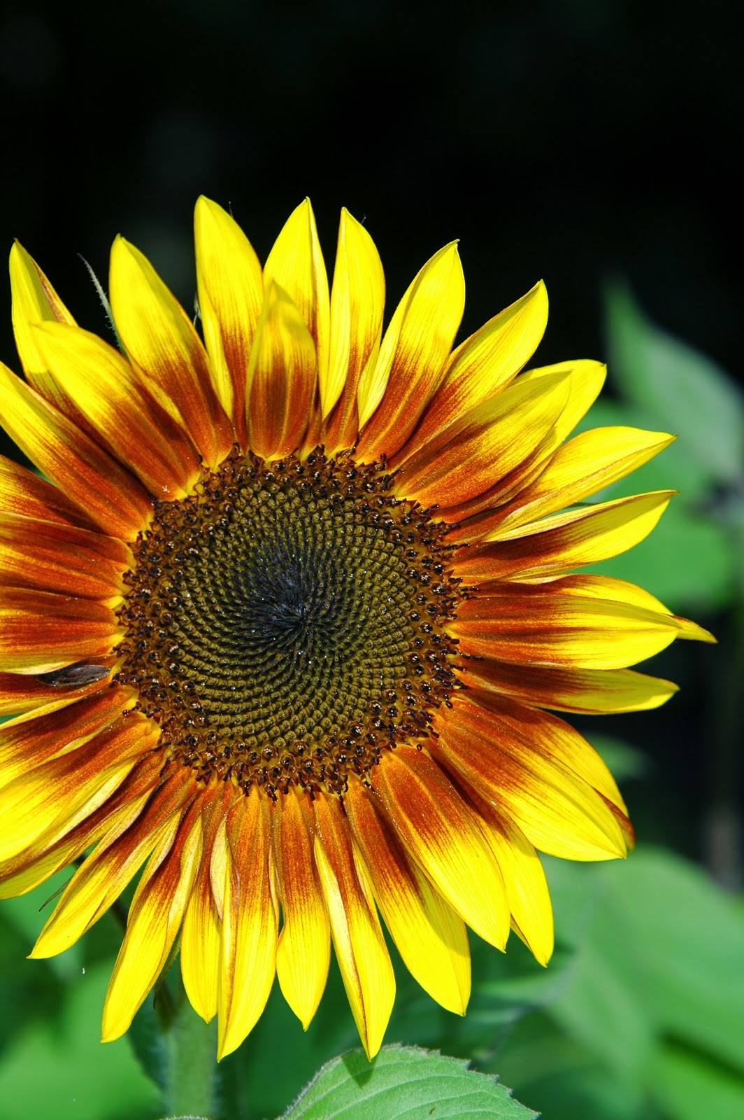 deborah jean's DANDELION HOUSE and GARDEN : 3 Easy Annuals Every NEW ...