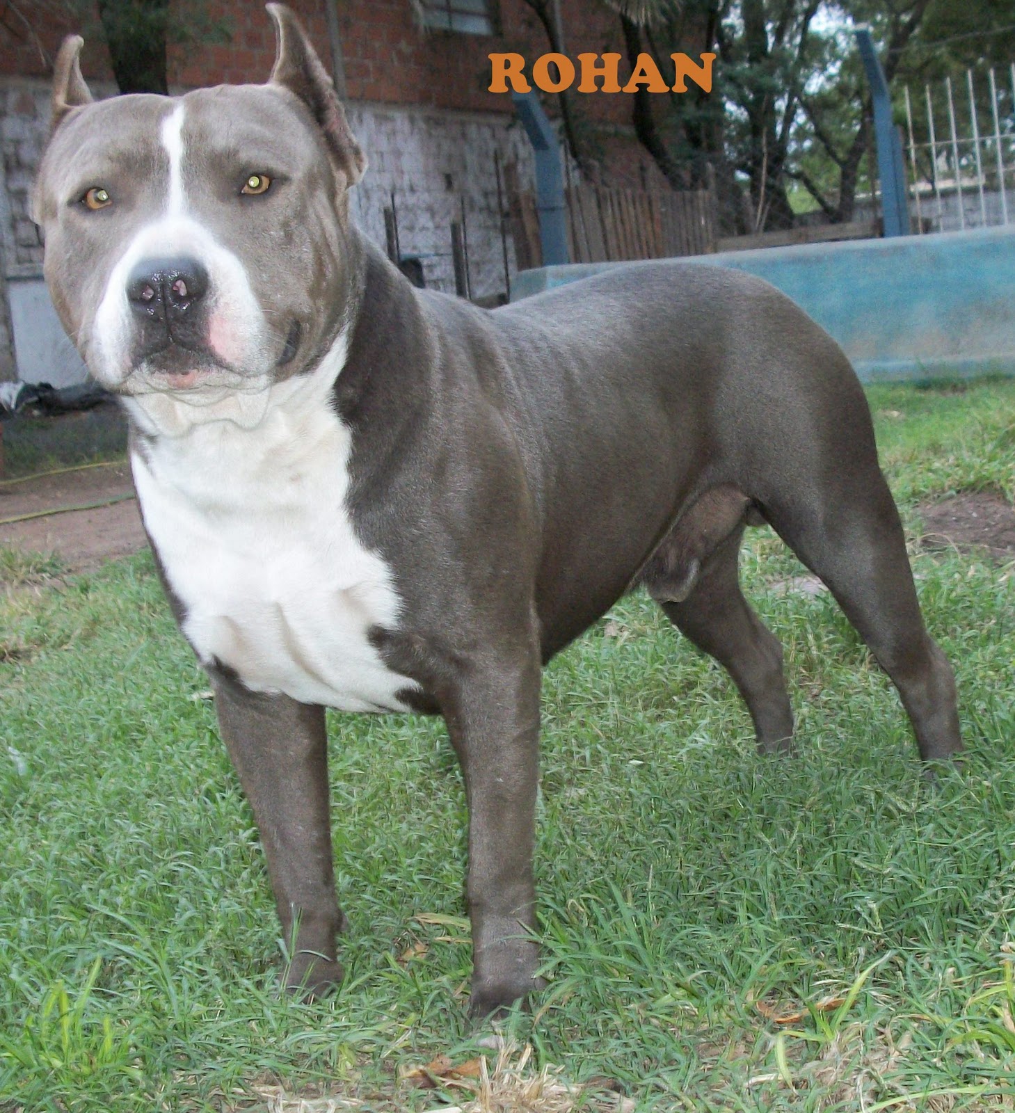 PAMPAPITBULL: PAMPAPITBULL A LO TORO Y PAMPA