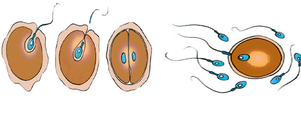 Proceso de fecundacion - Imagui