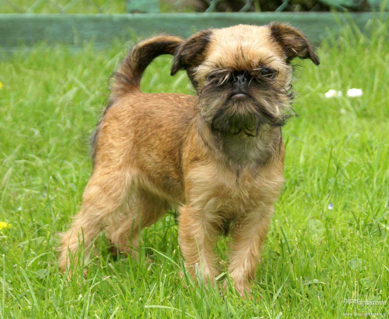 Psie myśli - rasy psów