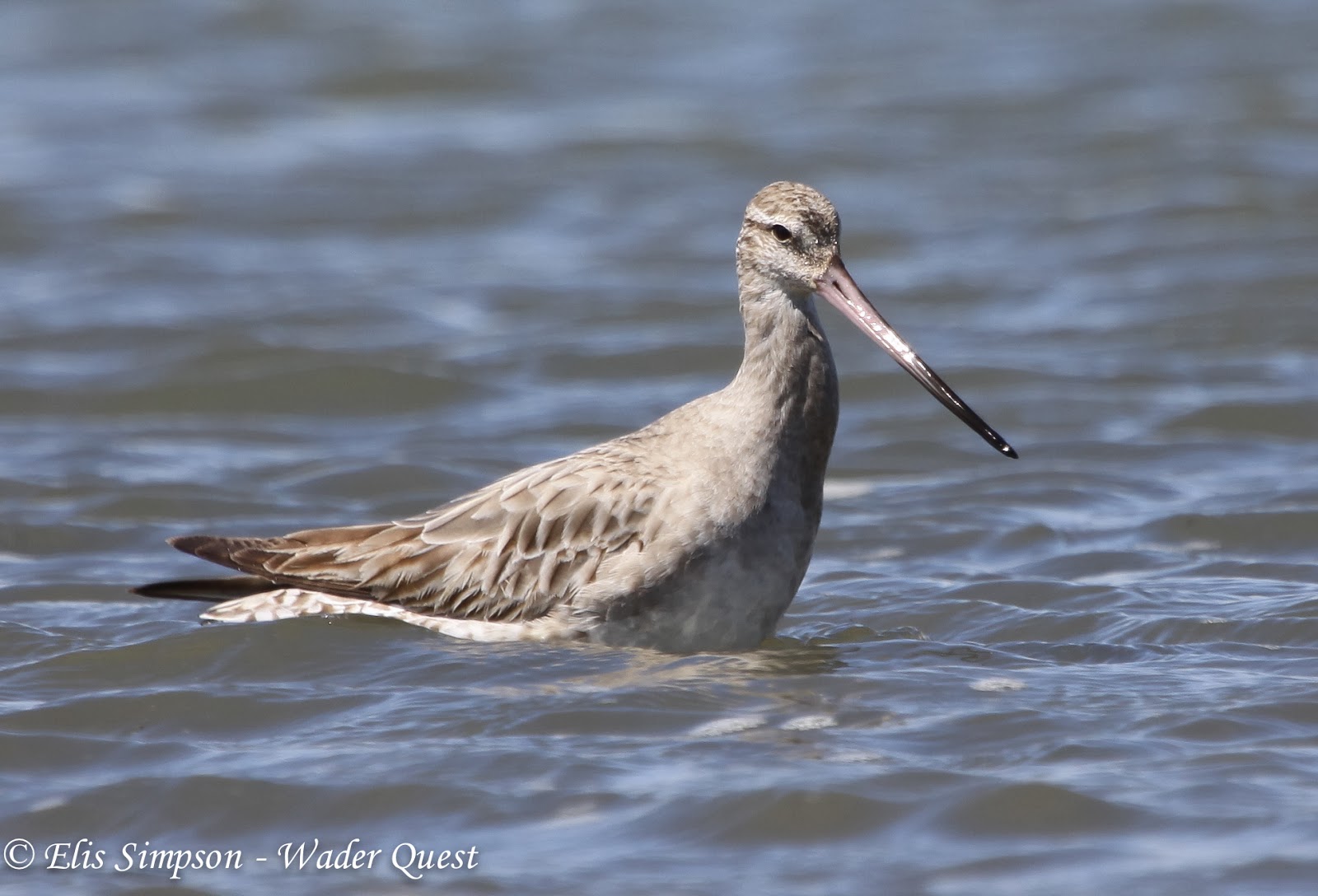 Bar Tailed Godwit In Flight