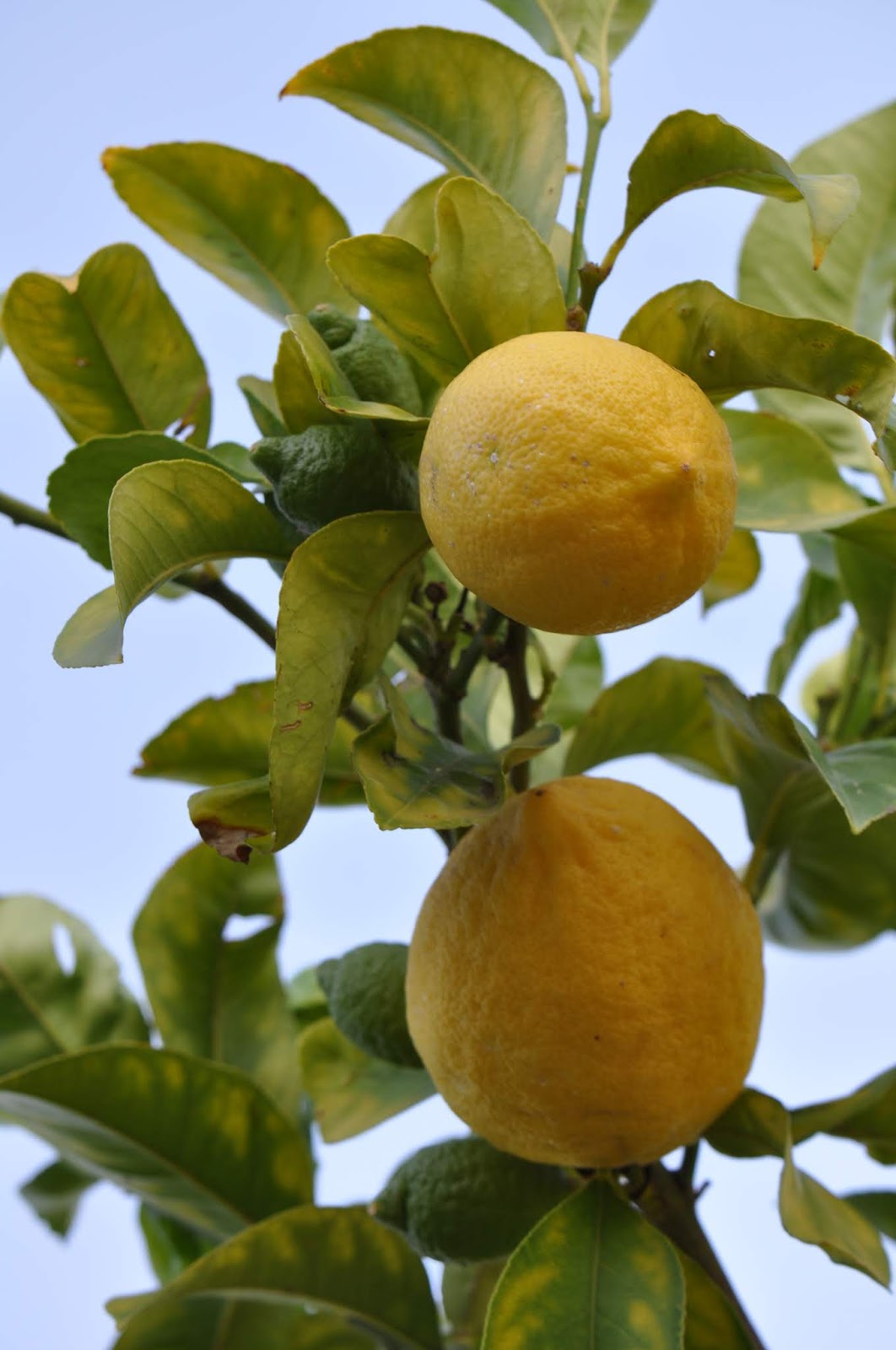 Kom til bords!: Sitronkrem fra Sicilia