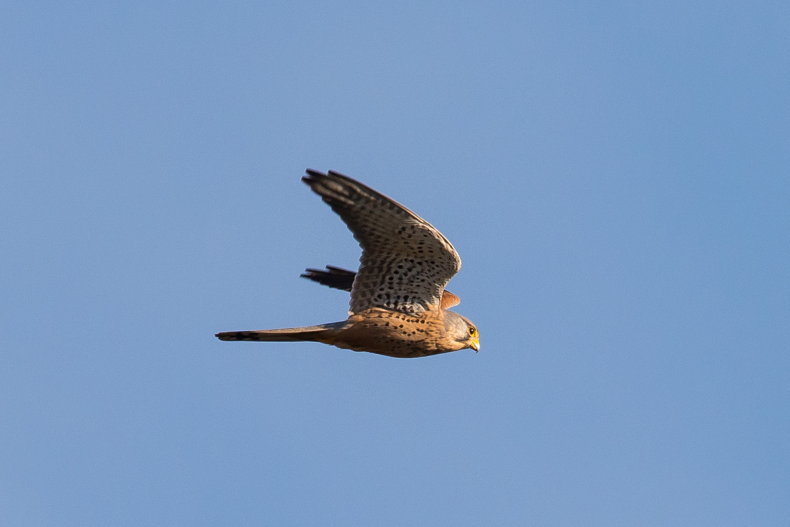 Northamptonshire Birding: Our most common raptors